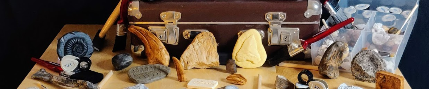 Fossils Loans Box – TKB Maths & Museums Education Services